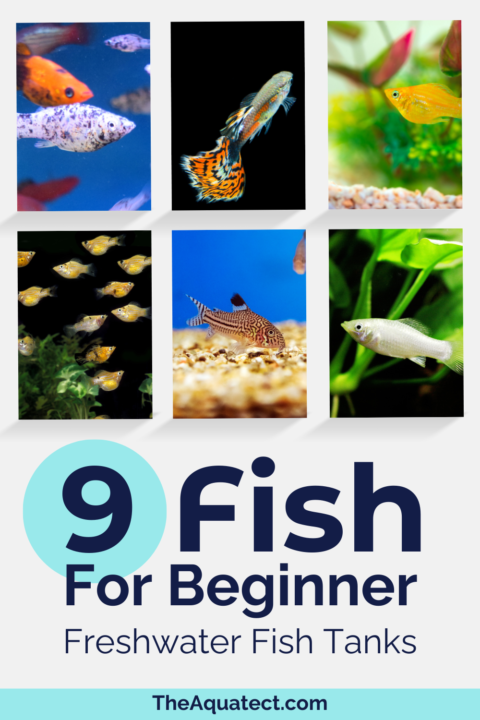 9 Fish for your First Freshwater Aquatecture Fish Tank - The Aquatect